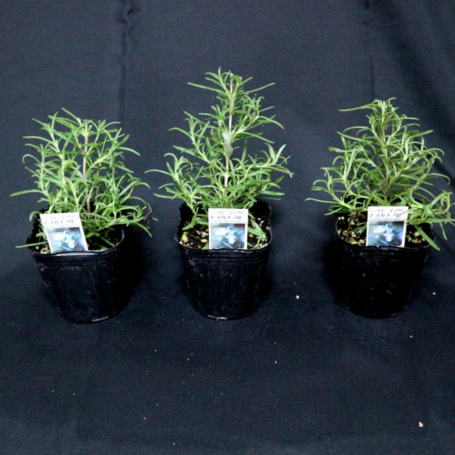 ITANSE ハーブ苗 ローズマリー トスカーナブルー 9cmポット 3個セット 送料無料 イタンセ公式 : 野菜苗・植物・青果物販売のITANSE - 通販 - Yahoo!ショッピング