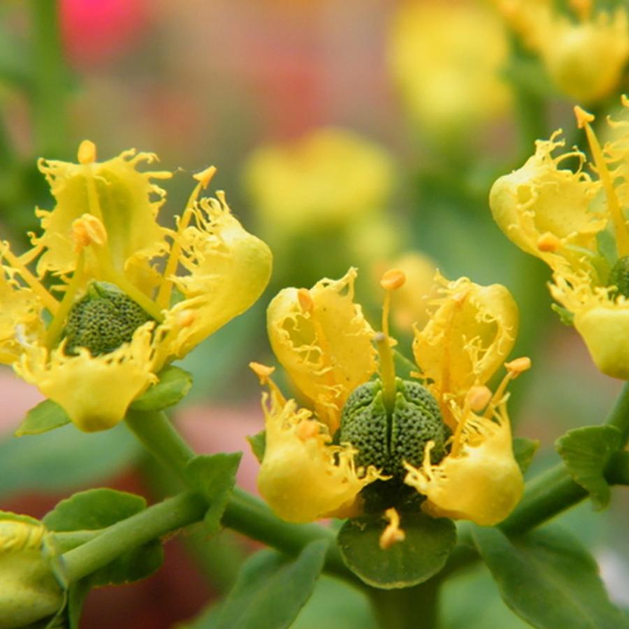 ITANSE ネコよらず(ルー) ハーブ苗 9cmポット お買い得3個セット ヘンルーダ 送料無料 イタンセ公式 : 野菜苗・植物・青果物販売のITANSE - 通販 - Yahoo!ショッピング