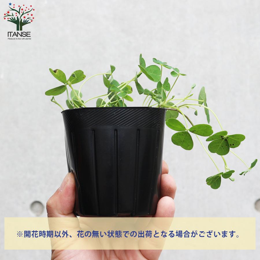 ITANSE ブルークローバー ハーブの苗 半耐寒性多年草 9cmポット お買い得3個セット 料理 ガーデニング 家庭菜園 簡単 送料無料 イタンセ公式 : 野菜苗・植物・青果物販売の ...