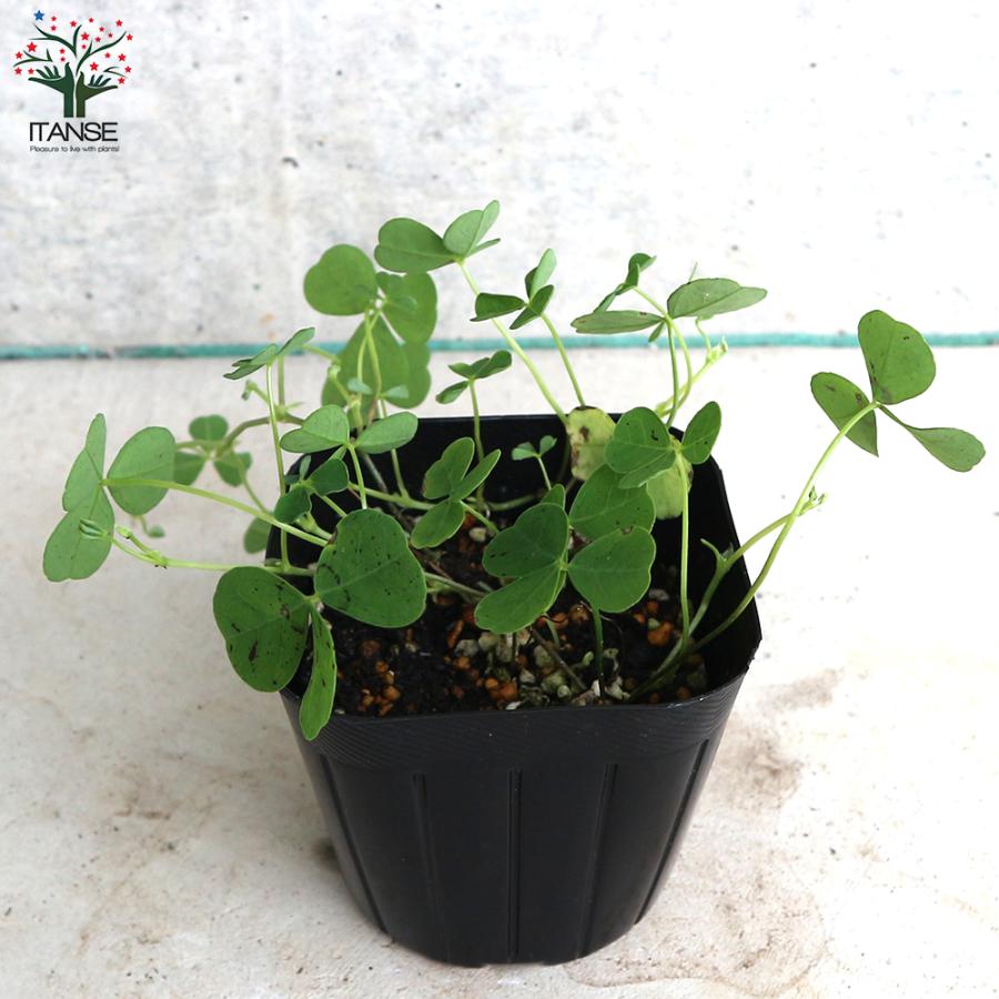 ITANSE ブルークローバー ハーブの苗 半耐寒性多年草 9cmポット お買い得3個セット 料理 ガーデニング 家庭菜園 簡単 送料無料 イタンセ公式 : 野菜苗・植物・青果物販売の ...