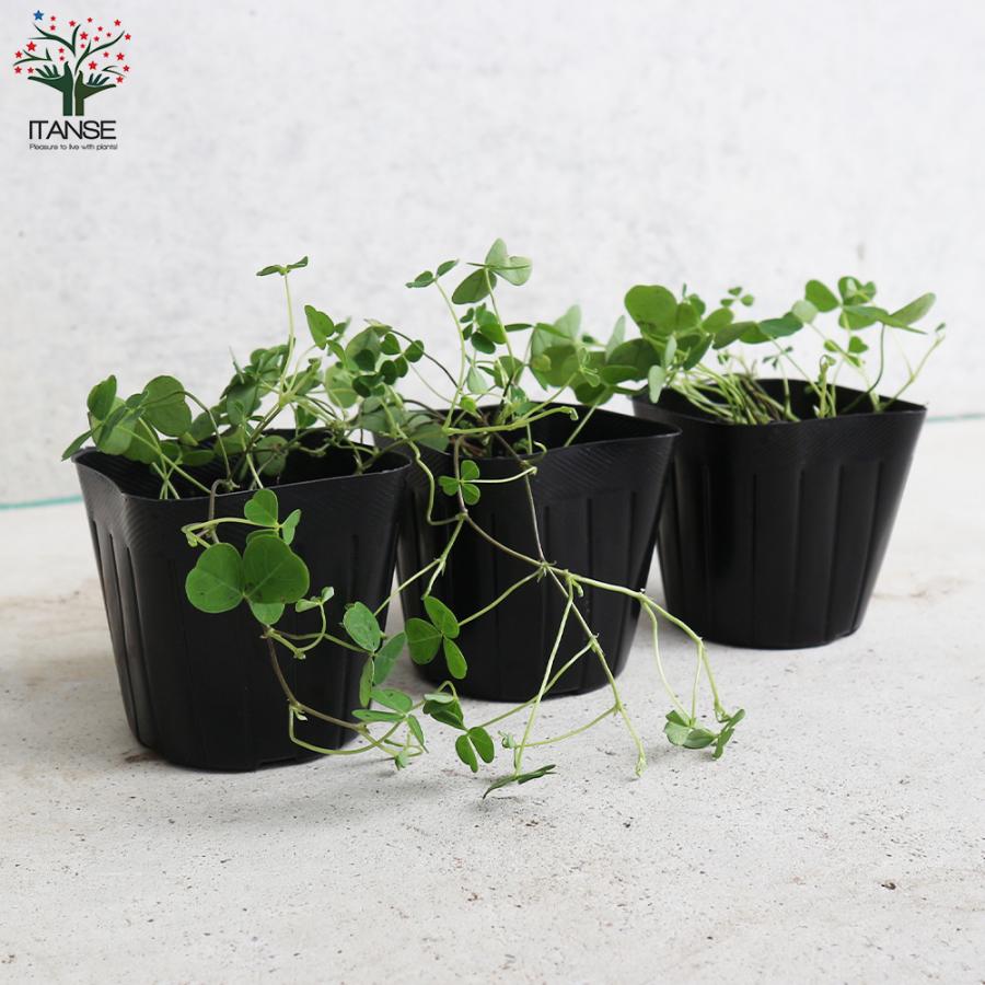 ITANSE ブルークローバー ハーブの苗 半耐寒性多年草 9cmポット お買い得3個セット 料理 ガーデニング 家庭菜園 簡単 送料無料 イタンセ公式 : 野菜苗・植物・青果物販売の ...