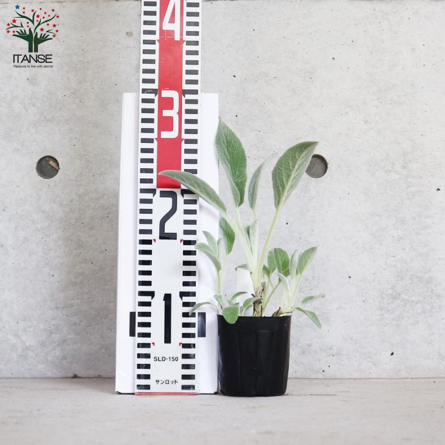 ITANSE ラムズイヤー ハーブの苗 耐寒性多年草 9cmポット お買い得3個セット 料理 ガーデニング 家庭菜園 簡単 送料無料 イタンセ公式 : 野菜苗・植物・青果物販売のITANSE ...