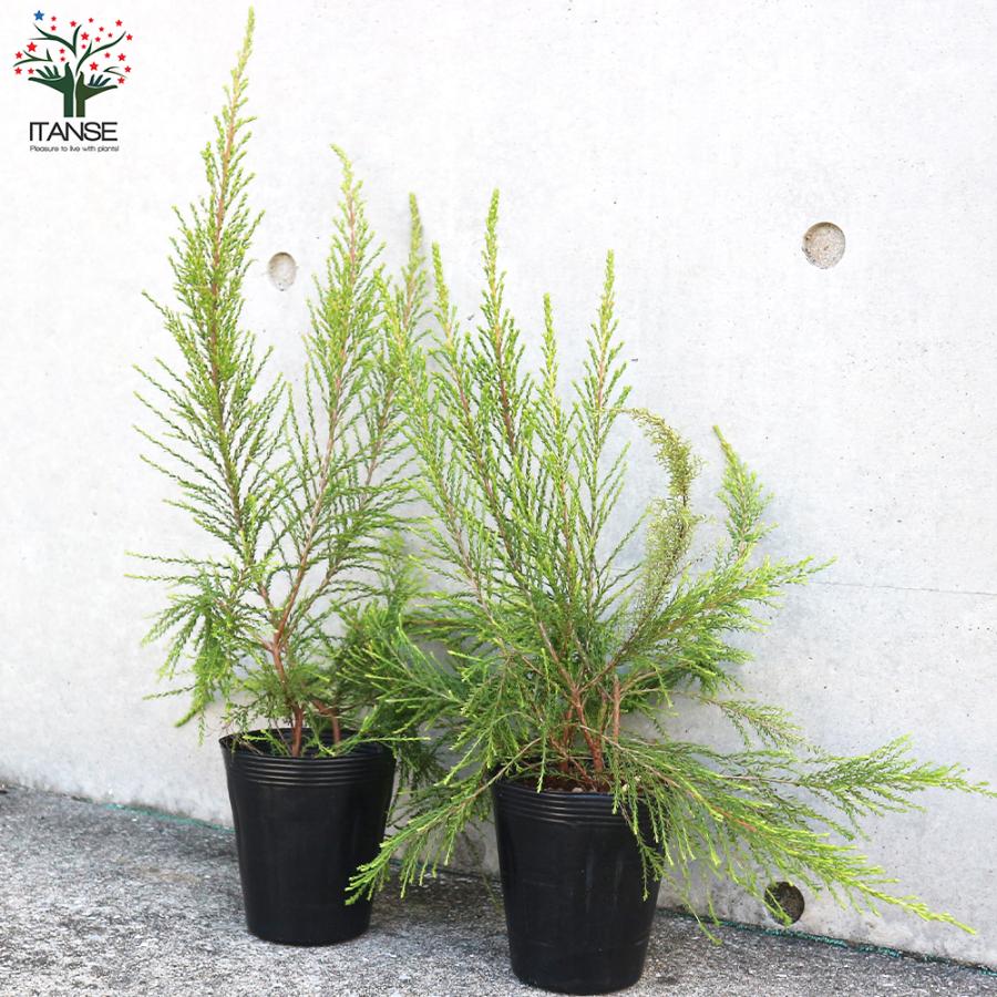 ITANSE モスキートブロッカー ハーブの苗 4号ポット お買い得3個セット 料理 ガーデニング 家庭菜園 簡単 送料無料 イタンセ公式 : 野菜苗・植物・青果物販売のITANSE - 通販 ...