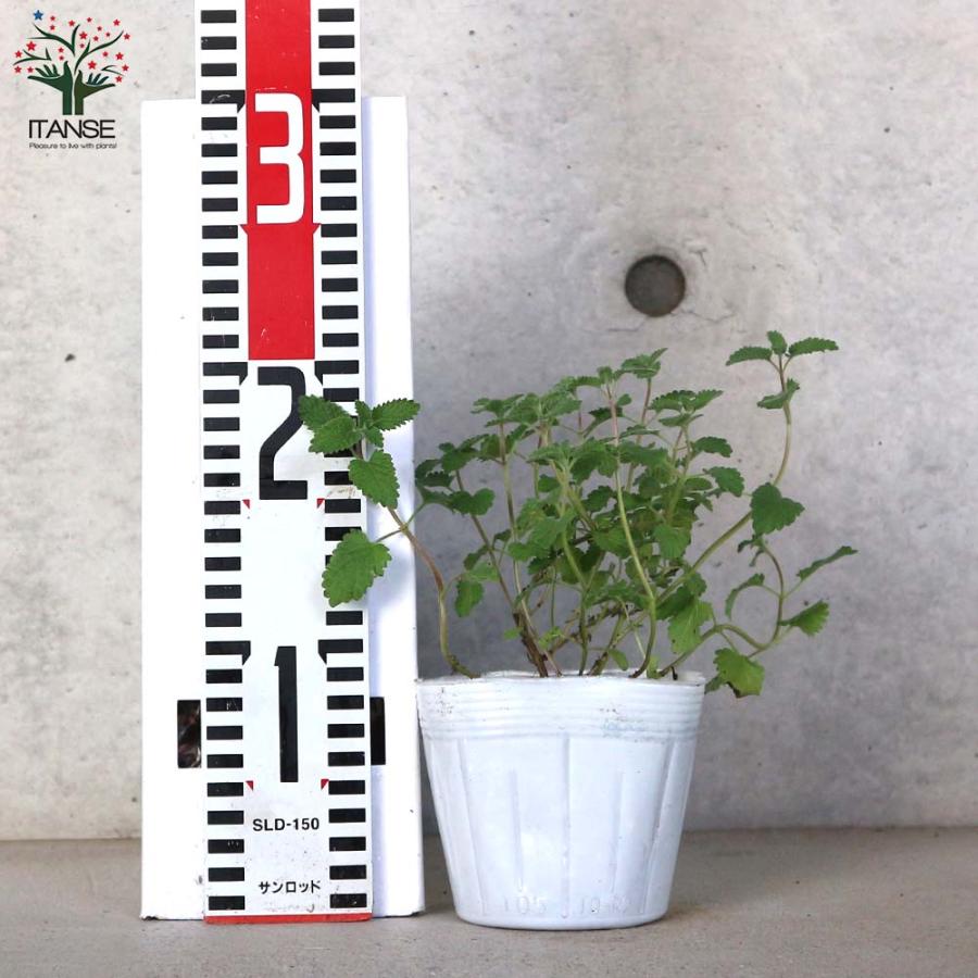 ITANSE キャットミント・ウォーカーズロウ ハーブの苗 10.5cmポット お買い得2個セット ガーデニング 家庭菜園 簡単 送料無料 イタンセ公式 : 野菜苗・植物・青果物販売の ...