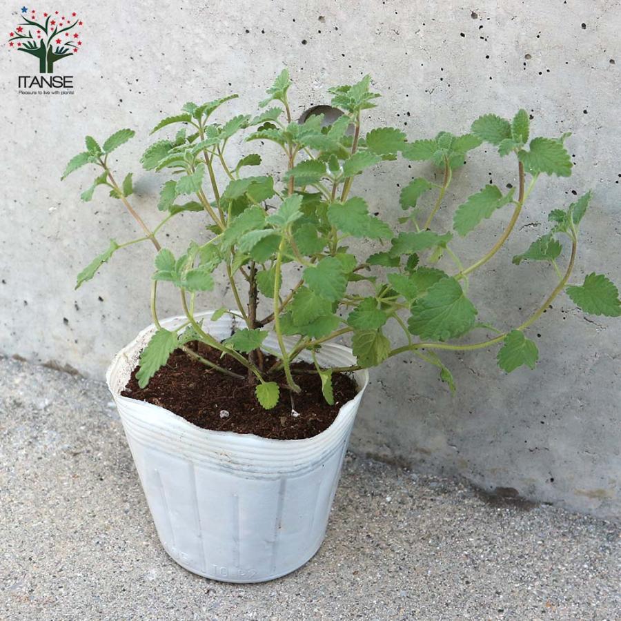 ITANSE キャットミント・ウォーカーズロウ ハーブの苗 10.5cmポット お買い得2個セット ガーデニング 家庭菜園 簡単 送料無料 イタンセ公式 : 野菜苗・植物・青果物販売の ...