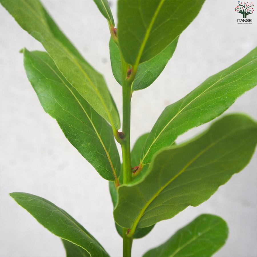 ITANSE ローリエ (月桂樹) ハーブの苗 10.5cmポット/1個売り ローレル ゲッケイジュ クッキングハーブ イタンセ公式 : 野菜苗・植物・青果物販売のITANSE - 通販 ...