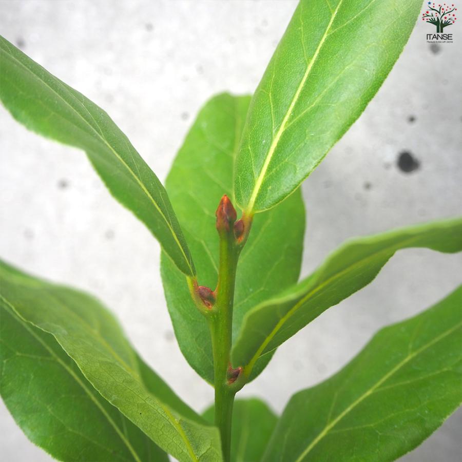 ITANSE ローリエ (月桂樹) ハーブの苗 10.5cmポット/1個売り ローレル ゲッケイジュ クッキングハーブ イタンセ公式 : 野菜苗・植物・青果物販売のITANSE - 通販 ...