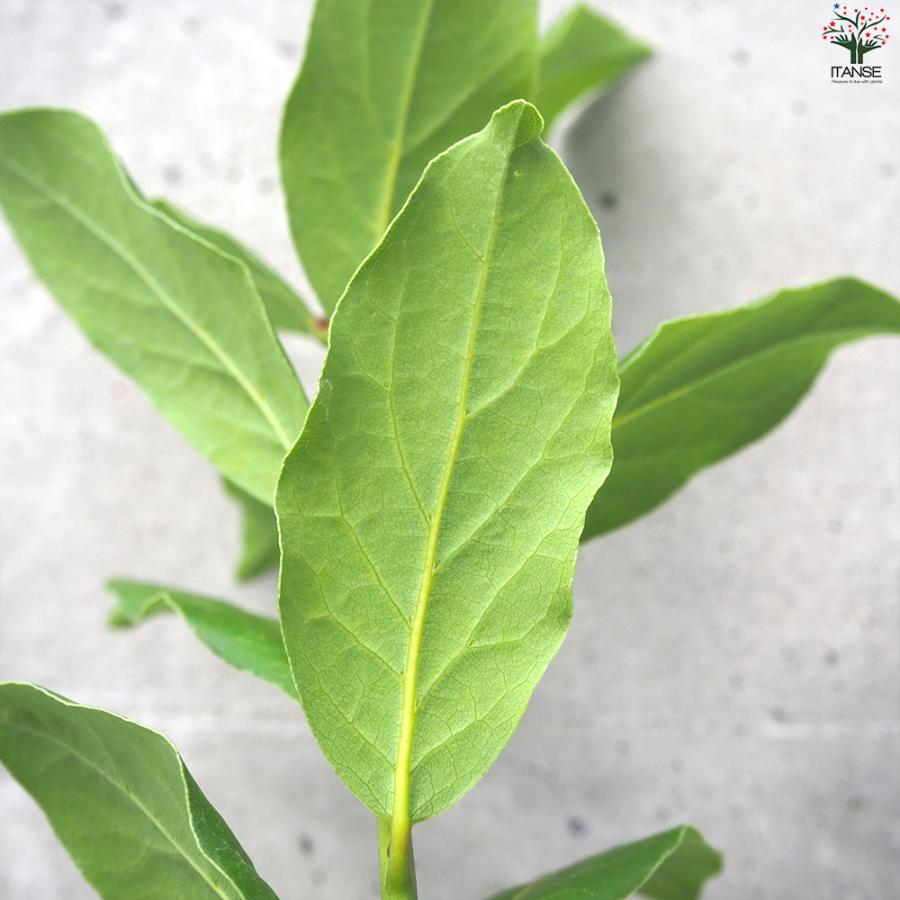 ITANSE ローリエ (月桂樹) ハーブの苗 10.5cmポット/1個売り ローレル ゲッケイジュ クッキングハーブ イタンセ公式 : 野菜苗・植物・青果物販売のITANSE - 通販 ...