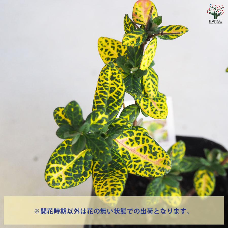 ITANSE ハニーサックル ゴールデン ハーブの苗 9cmポット/お買い得3個セット イングリッシュガーデン ツル性 斑入り 筒状花 ガーデニング : 野菜苗・植物・青果物販売のITANSE ...