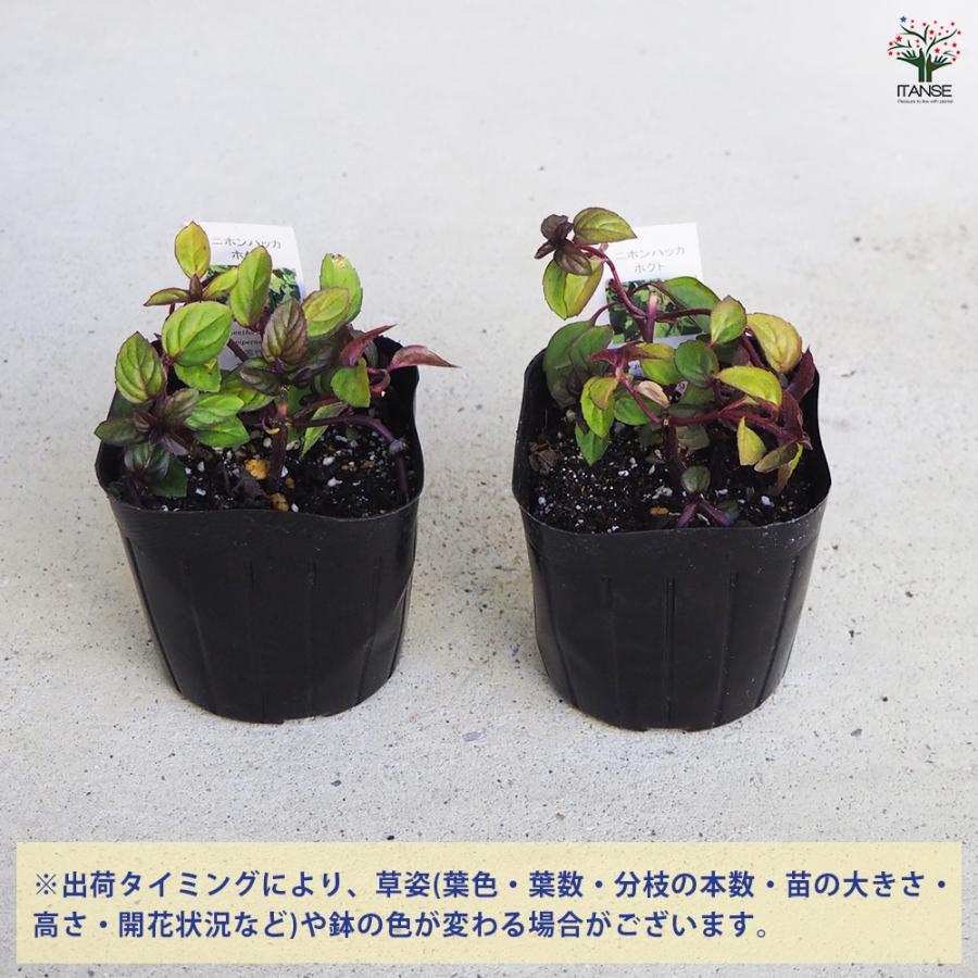 ITANSE ニホンハッカ ほくと ハーブの苗 9cmポット/お買い得3個セット 自生ハーブ 日本のハーブ 和種ハッカ ハーブティー ガーデニング : 野菜苗・植物・青果物販売のITANSE ...