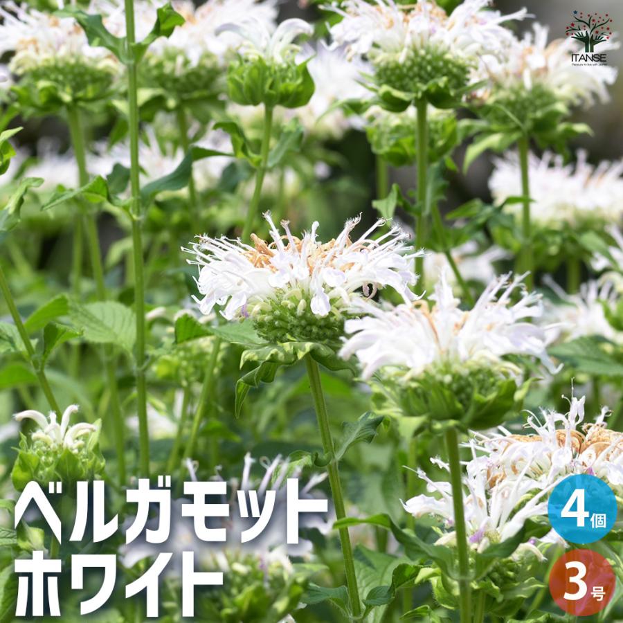 ITANSE ベルガモット ハーブの苗 3号ポット/お買い得4個セット タイマツバナ ビーバーム ヤグルマハッカ : 野菜苗・植物・青果物販売のITANSE - 通販 - Yahoo!ショッピング