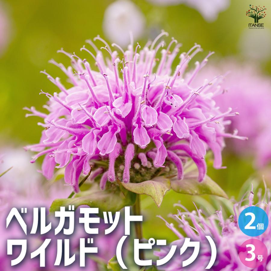 ITANSE ベルガモット ハーブの苗 3号ポット/お買い得2個セット タイマツバナ ビーバーム ヤグルマハッカ : 野菜苗・植物・青果物販売のITANSE - 通販 - Yahoo!ショッピング
