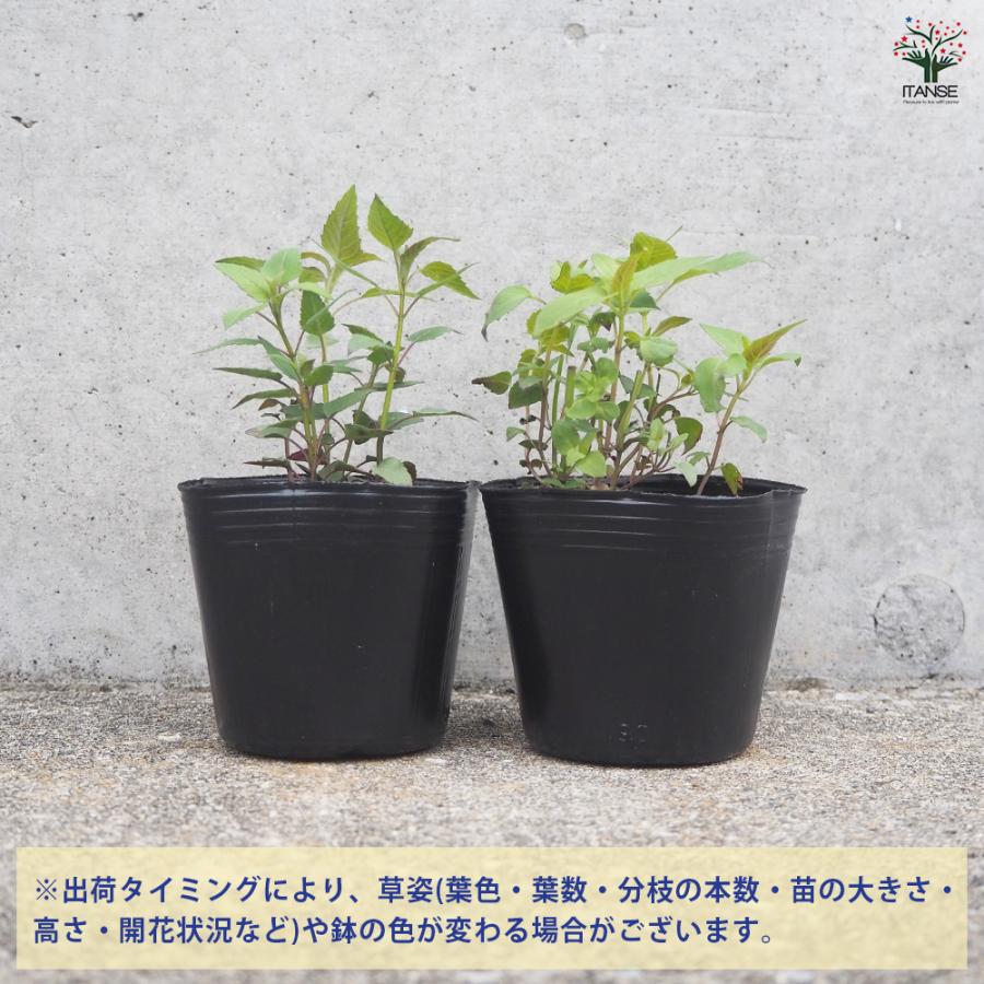 ITANSE ベルガモット ハーブの苗 3号ポット/お買い得2個セット タイマツバナ ビーバーム ヤグルマハッカ : 野菜苗・植物・青果物販売のITANSE - 通販 - Yahoo!ショッピング