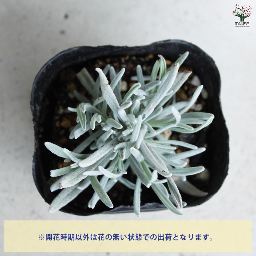 ITANSE ラベンダー ハーブの苗 3号ポット/お買い得4個セット ハーブ 花苗 観賞用 花の苗 香り : 野菜苗・植物・青果物販売のITANSE - 通販 - Yahoo!ショッピング