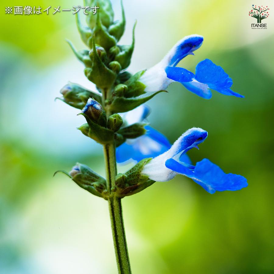 ITANSE サルビア アズレア(セージ アズレア) 3号ポット/お買い得4個セット 花の苗 鉢植え 地植え : 野菜苗・植物・青果物販売のITANSE - 通販 - Yahoo!ショッピング