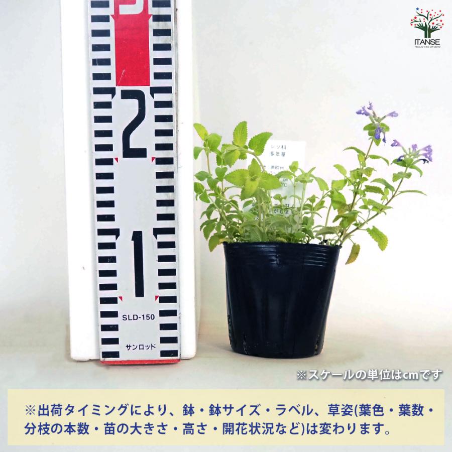 キャットミント ライムライト ハーブの苗 3.5号/お買い得4個セット ネペタ イヌハッカ 耐寒性 ハーブ 花苗 花の苗 丈夫 ガーデニング ...