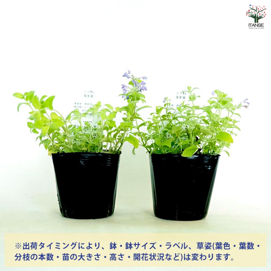 キャットミント ライムライト ハーブの苗 3.5号/お買い得4個セット ネペタ イヌハッカ 耐寒性 ハーブ 花苗 花の苗 丈夫 ガーデニング ...