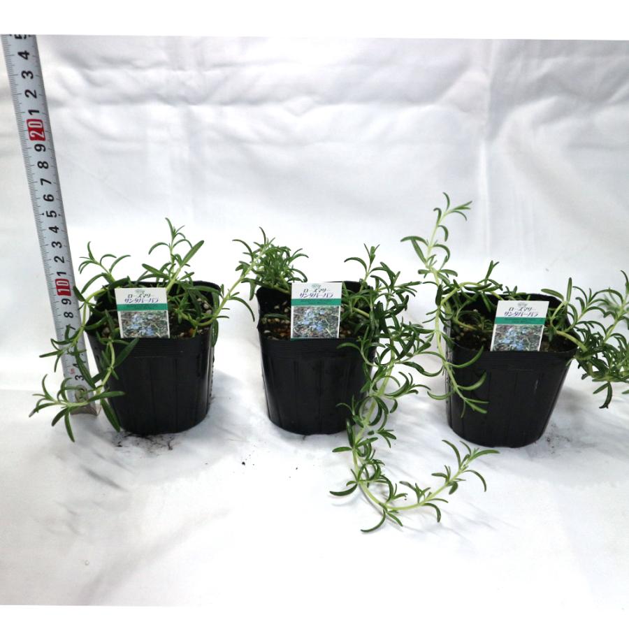ITANSE ハーブ苗 ローズマリー サンタバーバラ 9cmポット お買い得3個セット 送料無料 イタンセ公式 : 野菜苗・植物・青果物販売のITANSE - 通販 - Yahoo!ショッピング