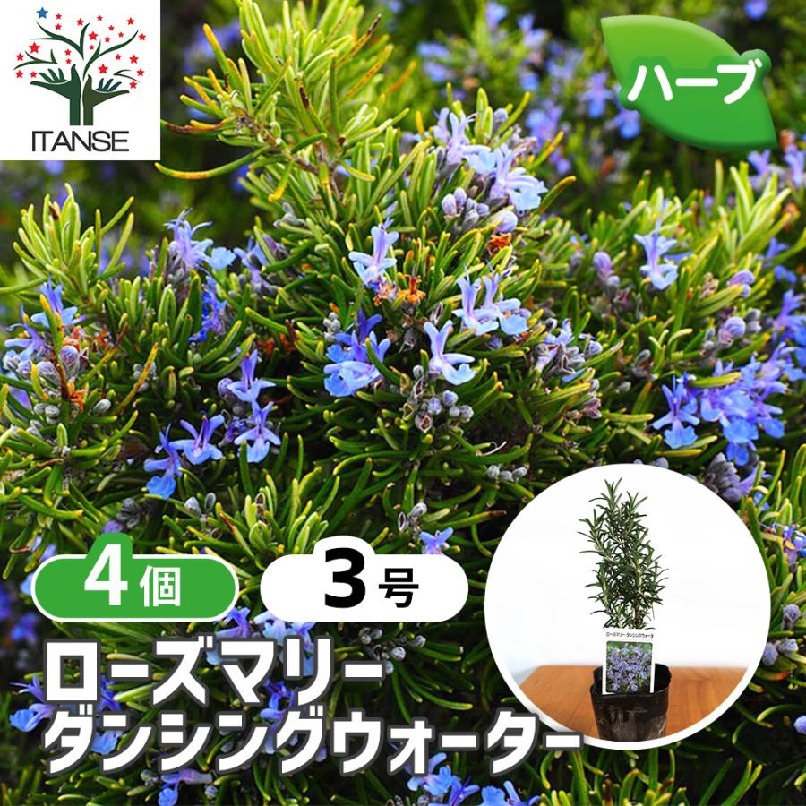 ITANSE ハーブ苗 ローズマリー ダンシングウォーター 9cm お買い得4個セット 即出荷 送料無料 イタンセ公式 : 野菜苗・植物・青果物販売のITANSE - 通販 - Yahoo ...