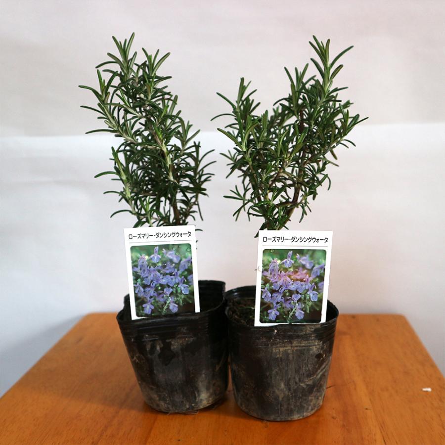 ITANSE ハーブ苗 ローズマリー ダンシングウォーター 9cm お買い得4個セット 即出荷 送料無料 イタンセ公式 : 野菜苗・植物・青果物販売のITANSE - 通販 - Yahoo ...