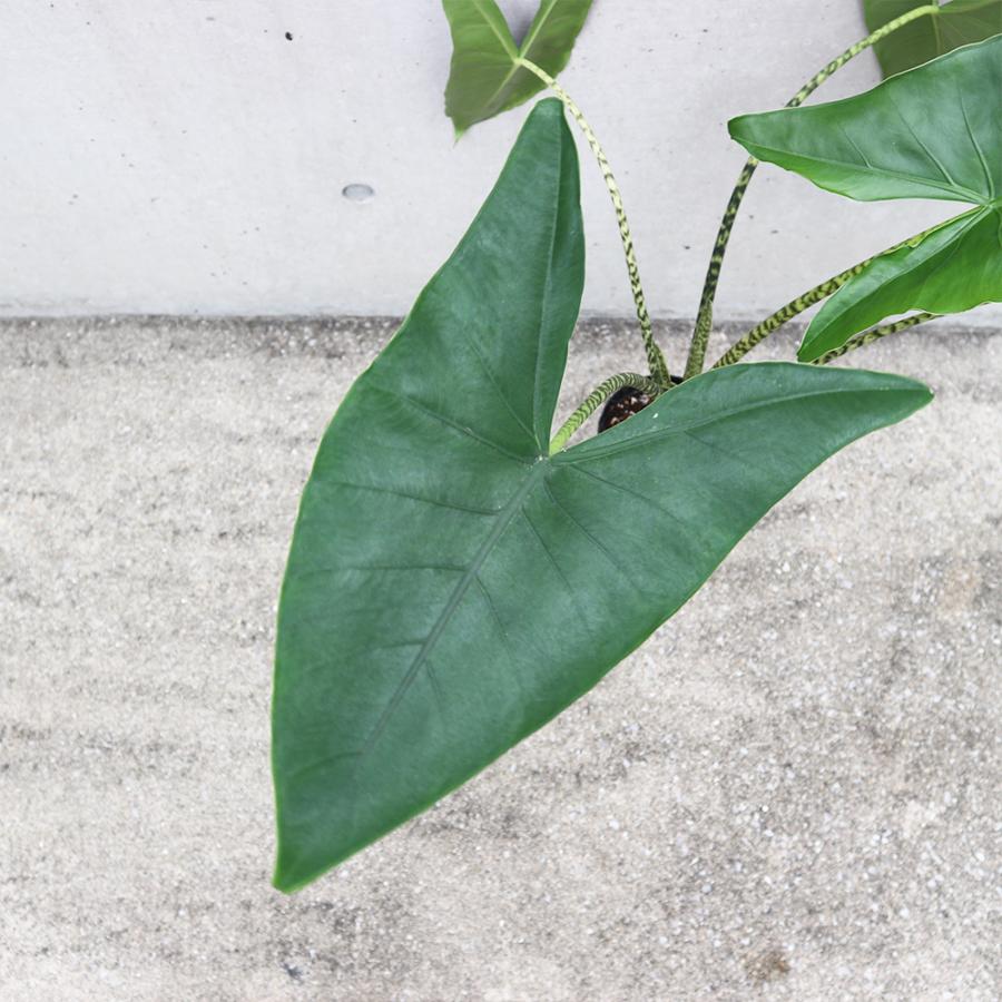 ITANSE アロカシア ・ゼブリナ 観葉植物 3.5号ロングポット仕立て 1個売り 人気 おしゃれ インテリア 観賞 送料無料 イタンセ公式 : 野菜苗・植物・青果物販売のITANSE ...