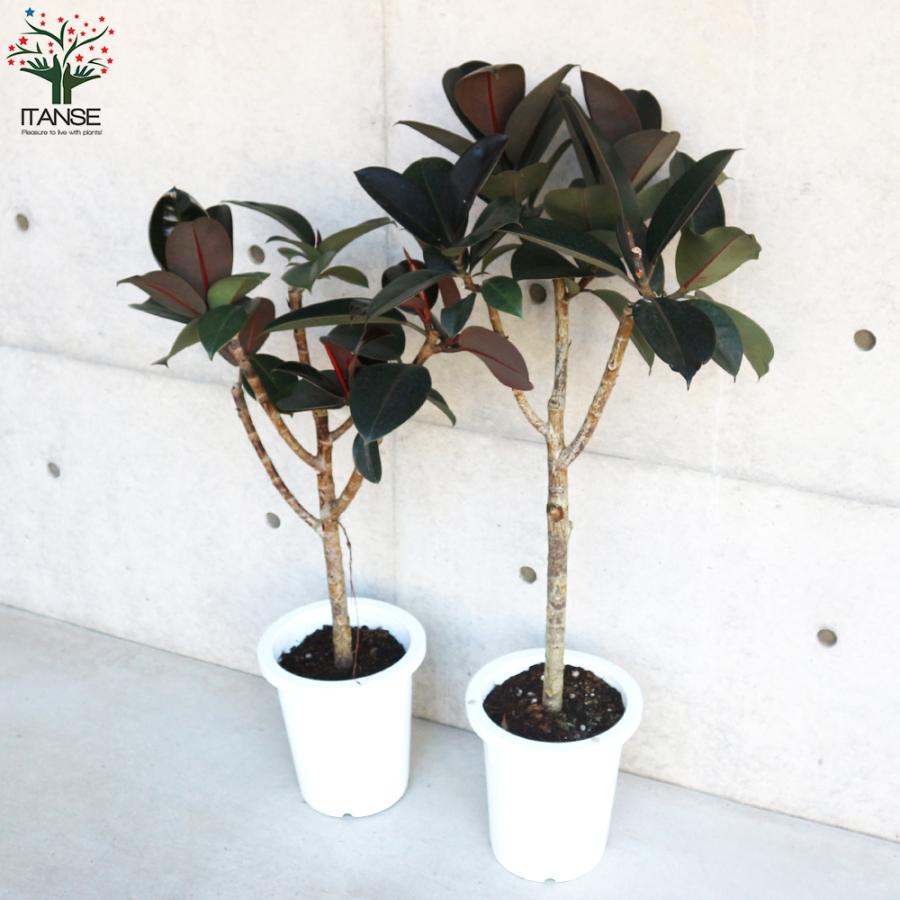 ITANSE フィカス ・バーガンディー 観葉植物 8号 ストレート仕立 1個売り 人気 おしゃれ インテリア 観賞 送料無料 イタンセ公式 : kan00401 : 野菜苗・植物・青果物販売 ...