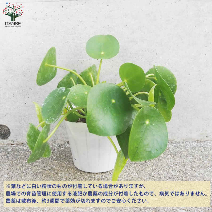 ITANSE ピレア ペペロミオイデス 観葉植物 3.5号ポット 1個売り 人気 おしゃれ インテリア 観賞 送料無料 イタンセ公式 : 野菜苗・植物・青果物販売のITANSE - 通販 ...