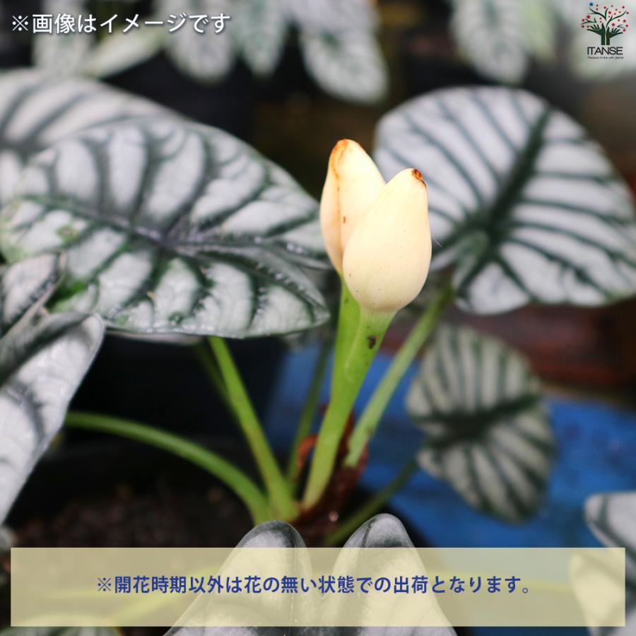 ITANSE アロカシア・ シルバードラゴン 観葉植物 3号ポット/お買い得2個セット アローカシア イタンセ公式 : 野菜苗・植物・青果物販売のITANSE - 通販 - Yahoo!ショッピング