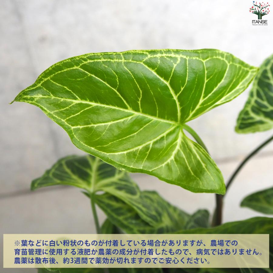 ITANSE シンゴニウム ・バティック 観葉植物 3.5号ポット/1個売り シンゴニューム シンゴニウム イタンセ公式 : kan00708 : 野菜苗・植物・青果物販売のITANSE ...