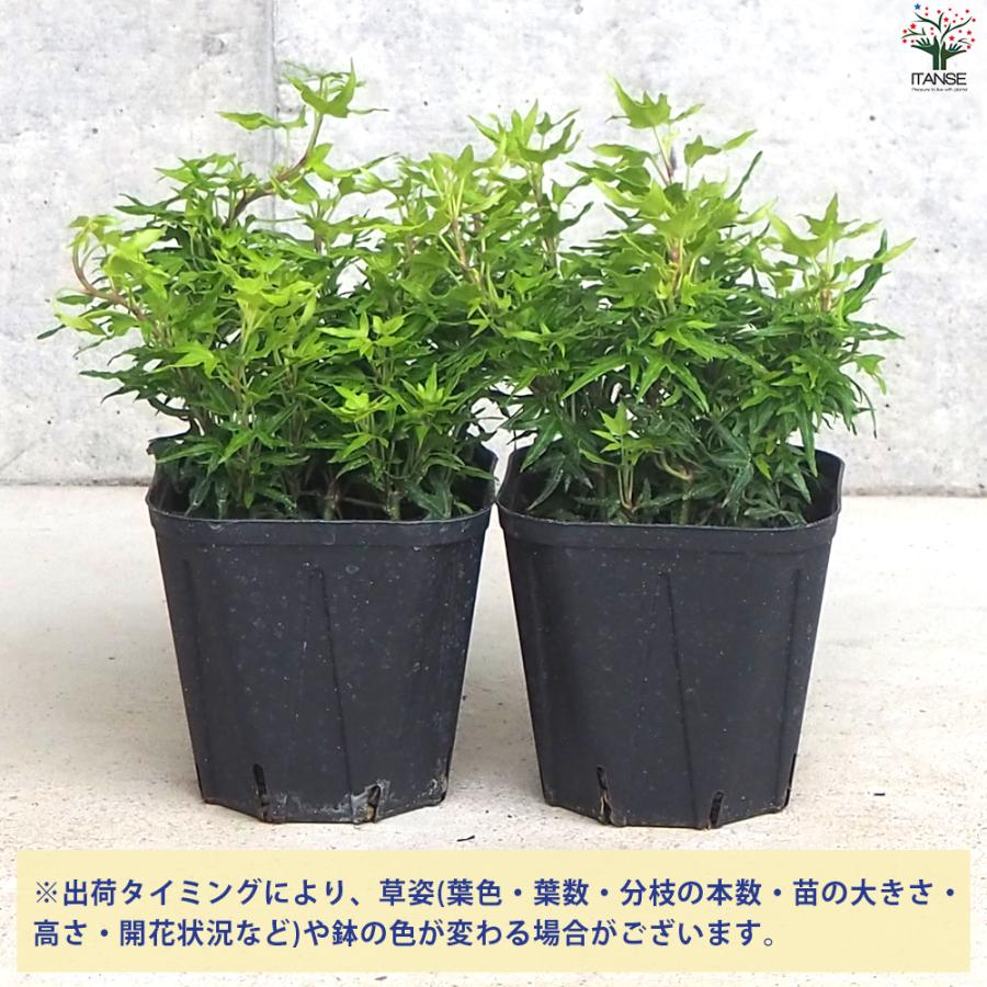 ITANSE ヘデラ レイム 観葉植物 3.5号ポット/お買い得2個セット カラーリーフ グランドカバー ハンキング 花の苗 イタンセ公式 : 野菜苗・植物・青果物販売のITANSE - 通販 ...