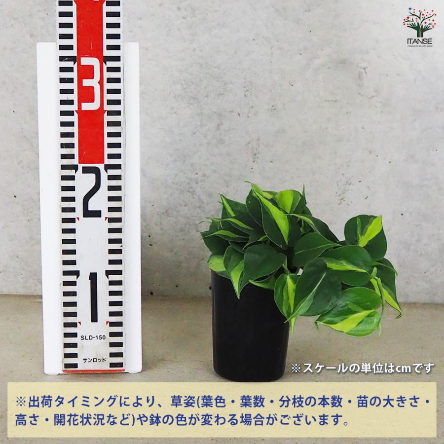 ITANSE フィロデンドロン ブラジル 観葉植物 3号/1個売り ゴエルディ インテリア 小型 : 野菜苗・植物・青果物販売のITANSE - 通販 - Yahoo!ショッピング