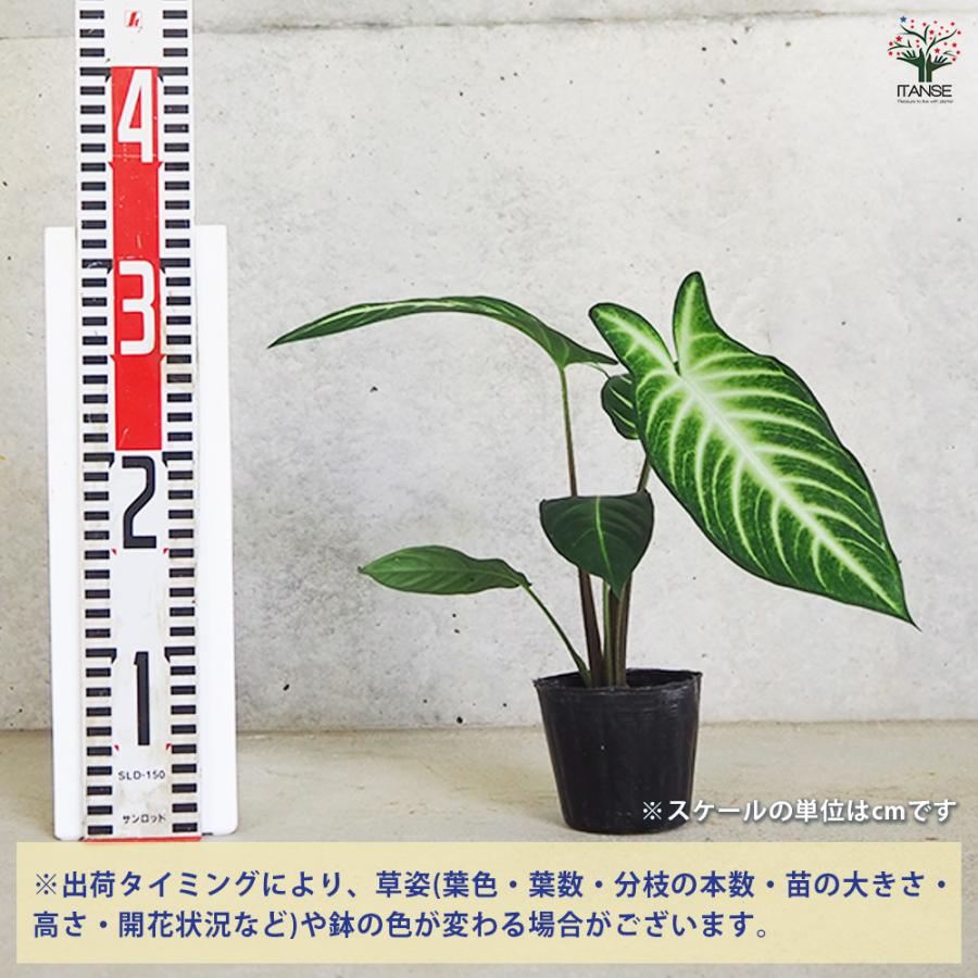 ITANSE キサントソーマ 観葉植物 3号ポット/1個売り 希少 レア : 野菜苗・植物・青果物販売のITANSE - 通販 - Yahoo!ショッピング