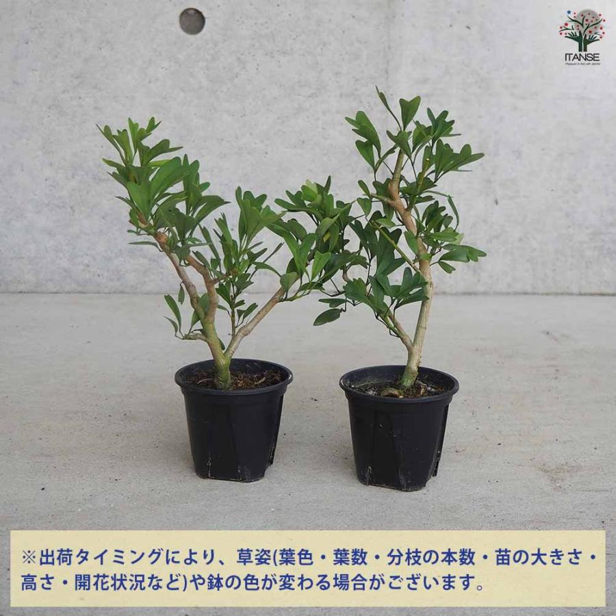 ITANSE シェフレラ トライアンギュラス 観葉植物 3号鉢/お買い得6個セット リビング オフィス 事務所 インテリア 引越し祝い 結婚祝い : 野菜苗・植物・青果物販売のITANSE ...