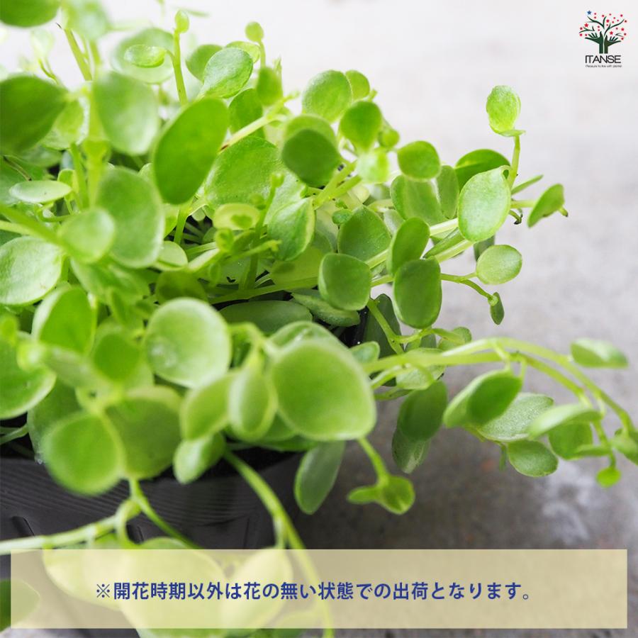 ITANSE 観葉植物 ペペロミア 真亜子 3号ポット/1個売り 事務所 インテリア 大型 おしゃれ 育てやすい : 野菜苗・植物・青果物販売のITANSE - 通販 - Yahoo!ショッピング