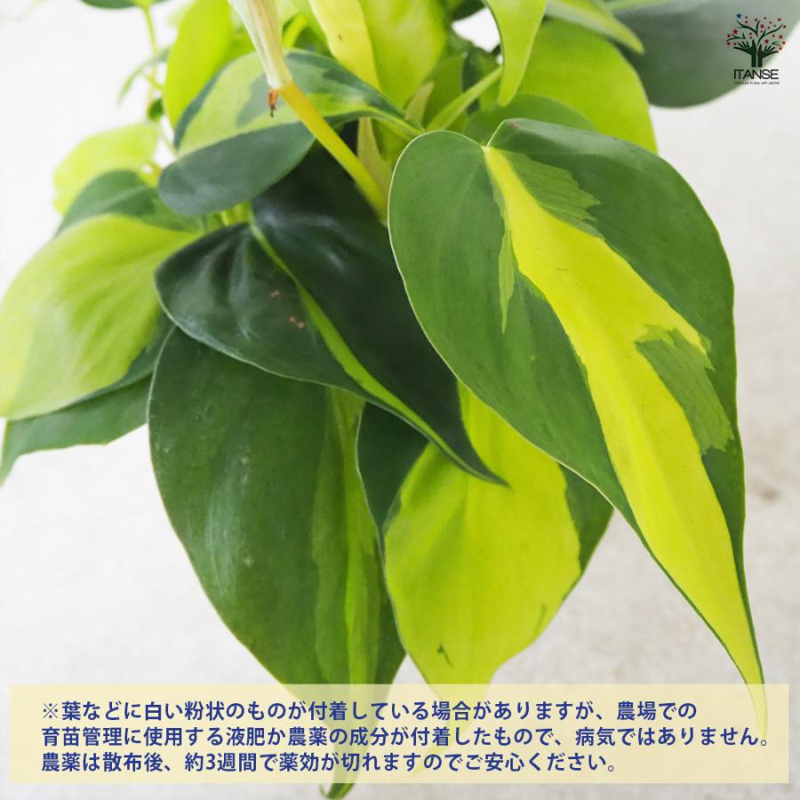 ITANSE フィロデンドロン ブラジル 鉢色見計い 観葉植物 4号鉢/お買い得2個セット フィロデン フィロデンドロン ゴエルディ :kan00859:野菜苗・植物・青果物販売のITANSE ...