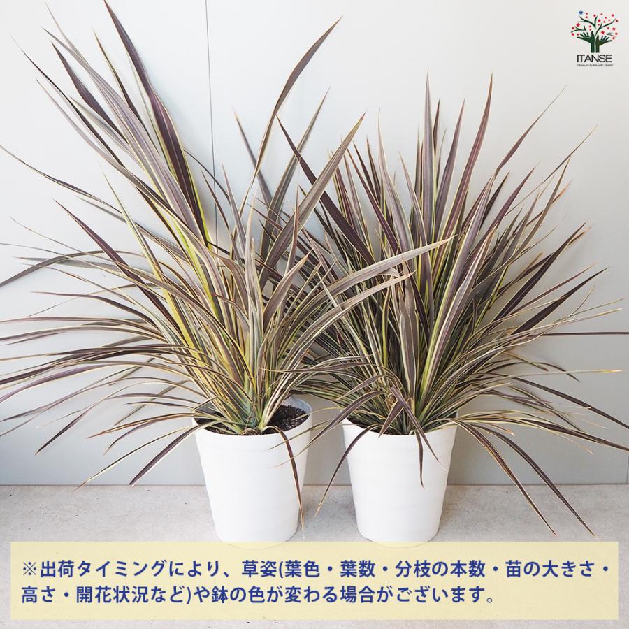 ITANSE コルディリネ エレクトリックフラッシュ 観葉植物 8号鉢/1個売り 園芸品種 苗木 花木 植木 庭木 ガーデニング シンボルツリー : 野菜苗・植物・青果物販売のITANSE ...