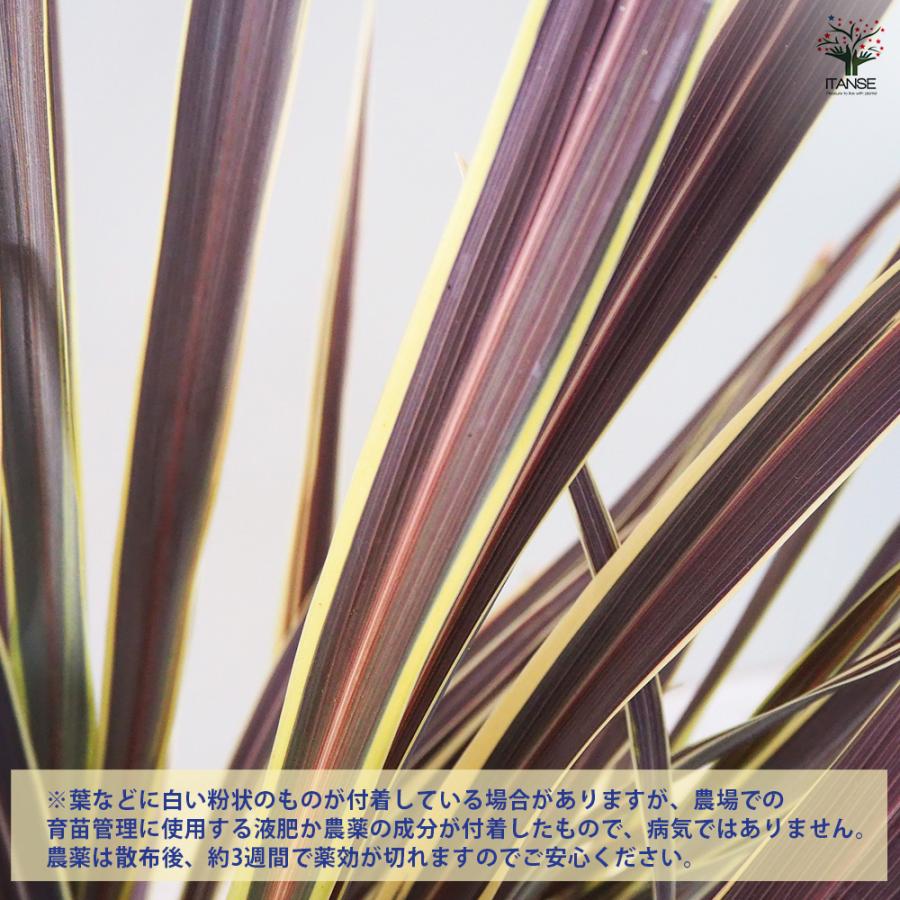 ITANSE コルディリネ エレクトリックフラッシュ 観葉植物 8号鉢/1個売り 園芸品種 苗木 花木 植木 庭木 ガーデニング シンボルツリー : 野菜苗・植物・青果物販売のITANSE ...