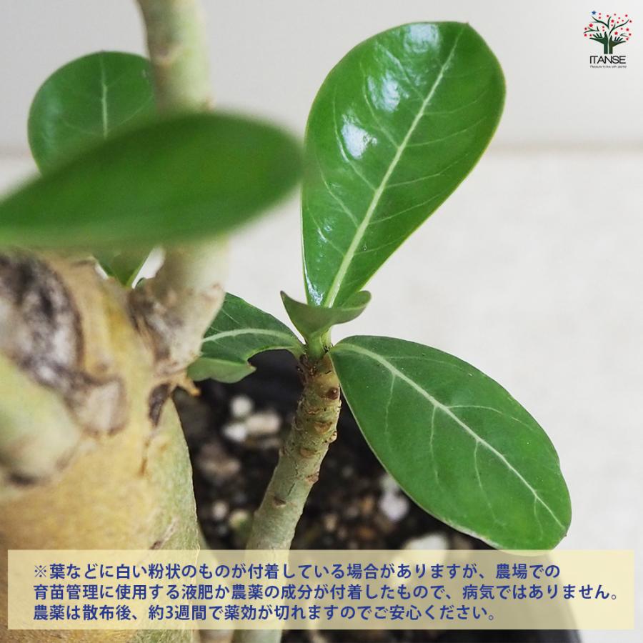 ITANSE アデニウム セネガル産 花複色 Lサイズ 観葉植物 Lサイズポット/1個売り リビング オフィス 事務所 インテリア 大型 おしゃれ : 野菜苗・植物・青果物販売のITANSE ...
