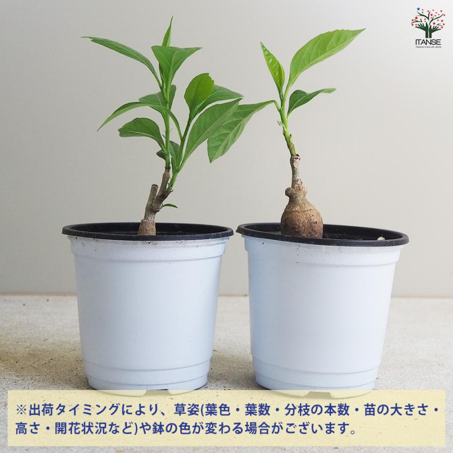 ITANSE バオバブ セネガル産 Sサイズ 観葉植物 Sサイズポット/お買い得4個セット 逆さの木 さかさまの木 アオイ科 : 野菜苗・植物・青果物販売のITANSE - 通販 ...