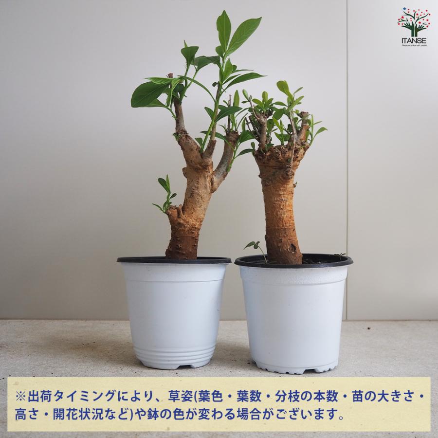 ITANSE バオバブ セネガル産 Lサイズ 観葉植物 Lサイズポット/1個売り 逆さの木 さかさまの木 アオイ科 バオバブ属 : 野菜苗・植物・青果物販売のITANSE - 通販 ...