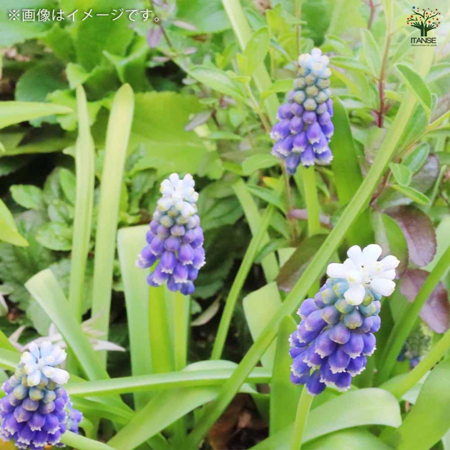 ITANSE 花球根 ムスカリ タッチオブスノー お買い得6球セット ITANSE 花球根 ムスカリ タッチオブスノー お買い得6球セット