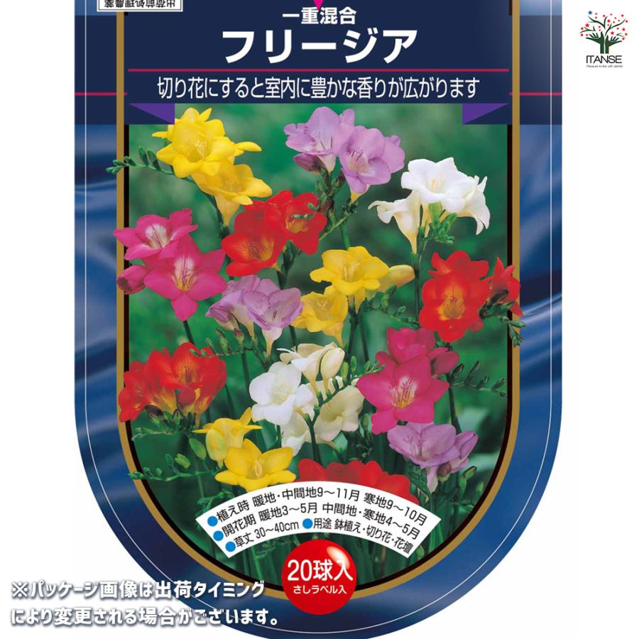 フリージア 一重 混合 花球根 20球/1個売り 花 球根植物 きゅうこん キュウコン ガーデニング 植物 栽培 庭 庭植え 地植え 鉢植え ベランダ : 野菜苗・植物・青果物販売の ...