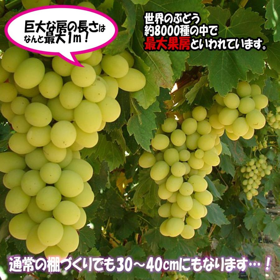 ITANSE ぶどう苗 白三尺(巨大房ブドウ ネヘレスコール) 挿し木苗 ITANSE ぶどう苗 白三尺(巨大房ブドウ ネヘレスコール) 挿し木苗