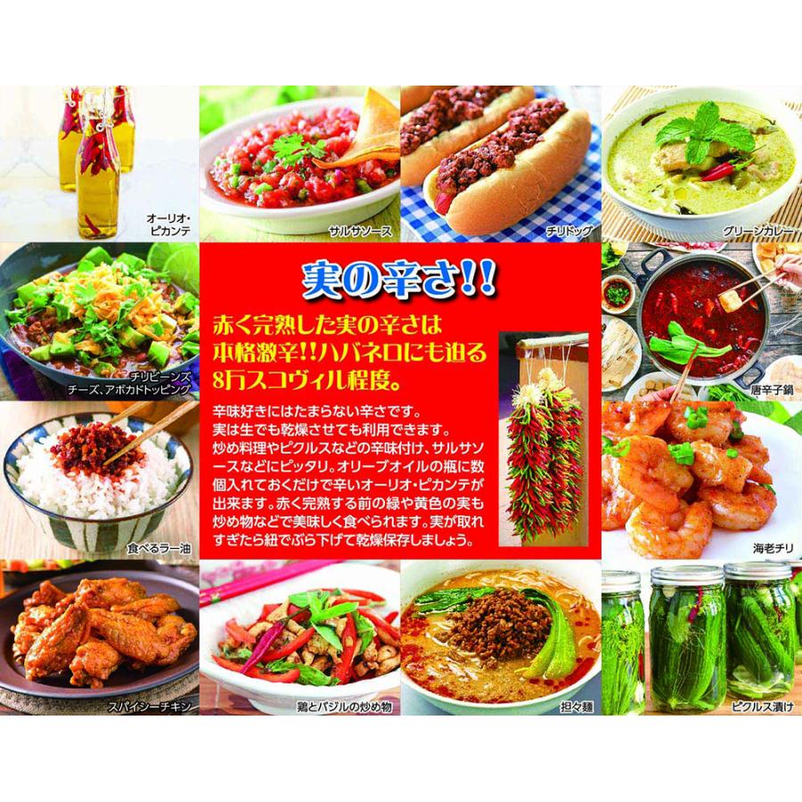 ITANSE トウガラシ苗 プチファイヤー 野菜苗 自根苗 9cmポット 2個セット 旨辛とうがらし 送料無料 イタンセ公式 : 野菜苗・植物・青果物販売のITANSE - 通販 ...