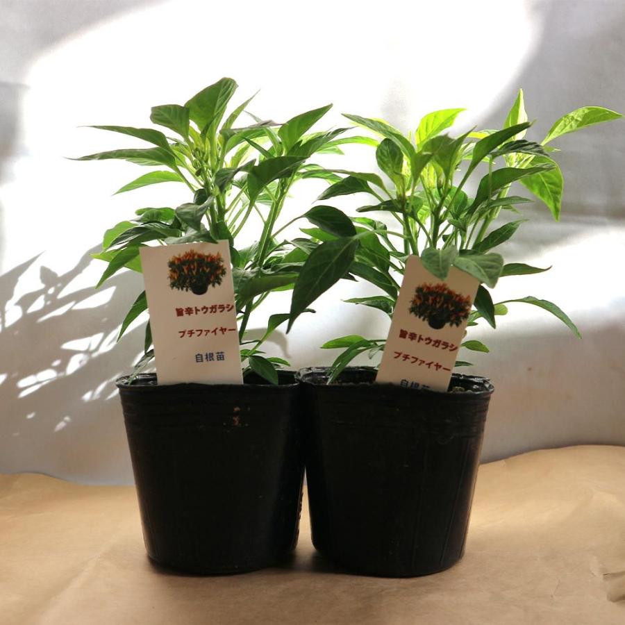 ITANSE トウガラシ苗 プチファイヤー 野菜苗 自根苗 9cmポット 4個セット 旨辛とうがらし 送料無料 イタンセ公式 : 野菜苗・植物・青果物販売のITANSE - 通販 ...