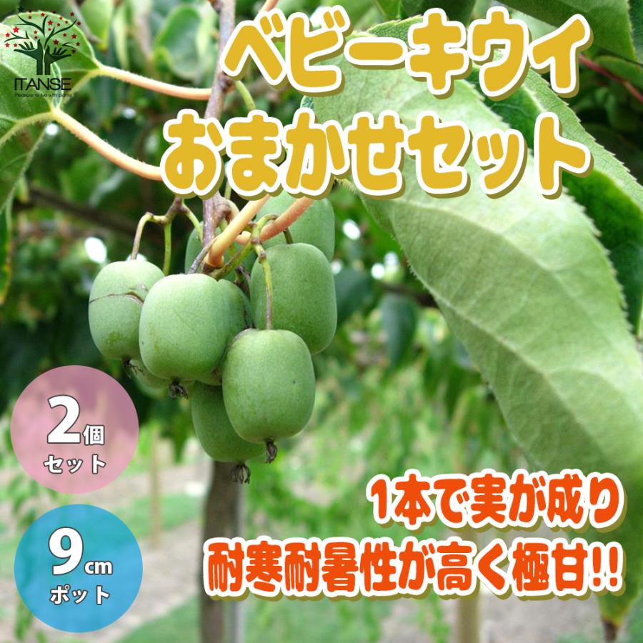 ITANSE 1本で実が成り、耐寒耐暑性が高く極甘!!ベビーキウイおまかせ9cm苗2品種各1個セット さるなし お買い得2個セット 送料無料 イタンセ公式 : 野菜苗・植物・青果物販売の ...