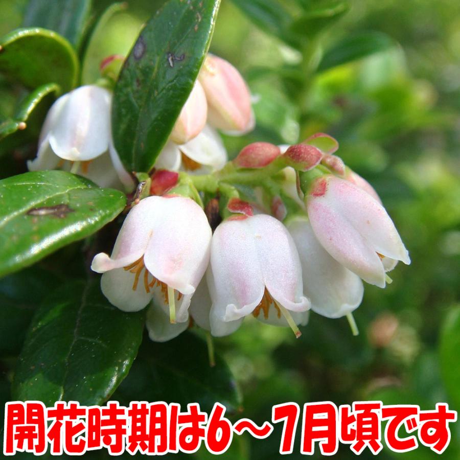 ITANSE リンゴンベリー 果樹の苗 9cmポット お買い得4個セット 果樹 果物 栽培 趣味 園芸 ガーデニング 送料無料 イタンセ公式 : 野菜苗・植物・青果物販売のITANSE ...