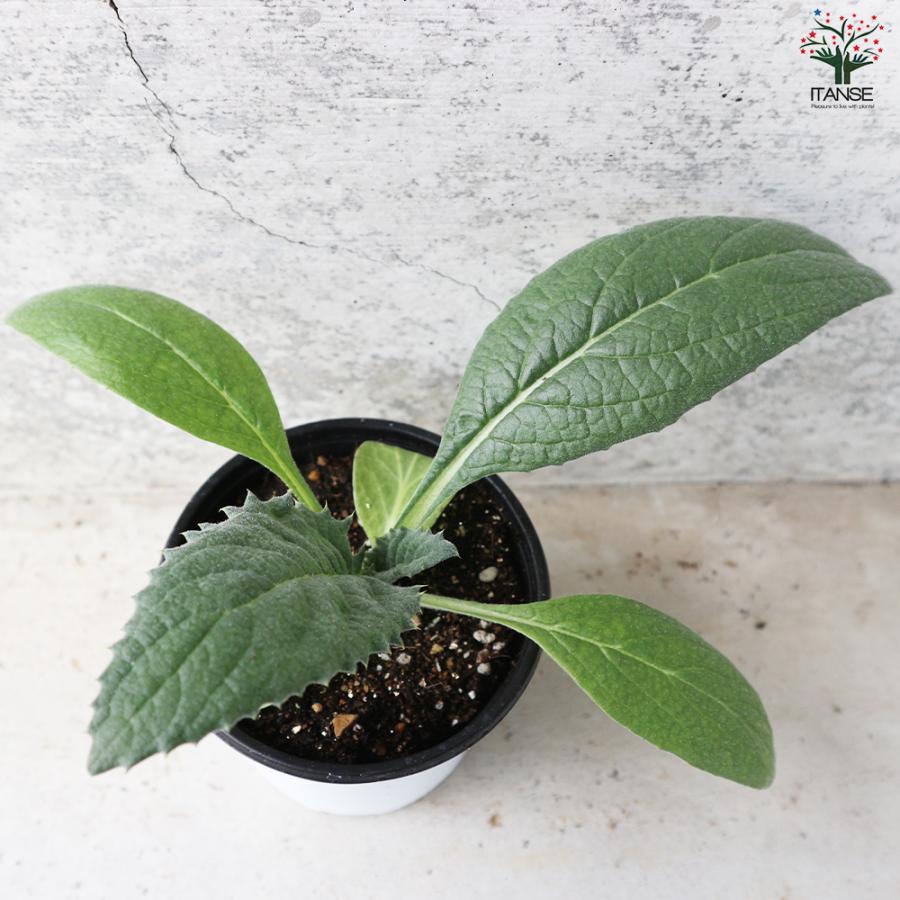 ITANSE アーティチョーク 野菜の苗 10.5cmポット お買い得6個セット 人気 家庭菜園 簡単栽培 収穫 送料無料 イタンセ公式 : 野菜苗・植物・青果物販売のITANSE - 通販 ...