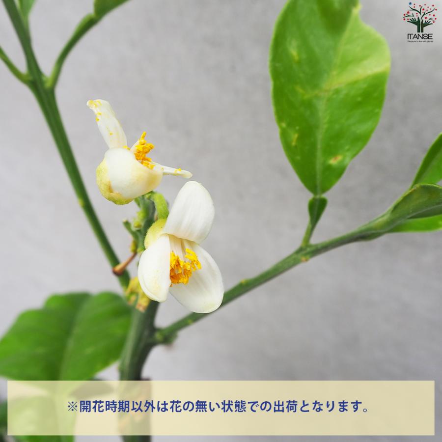 ITANSE 柑橘の苗 ザボン 晩白柚(バンペイユ) 果樹の苗木 15cmポット 1年生 接木苗/1個売り 果樹苗 柑橘 イタンセ公式 : 野菜苗・植物・青果物販売のITANSE - 通販 ...