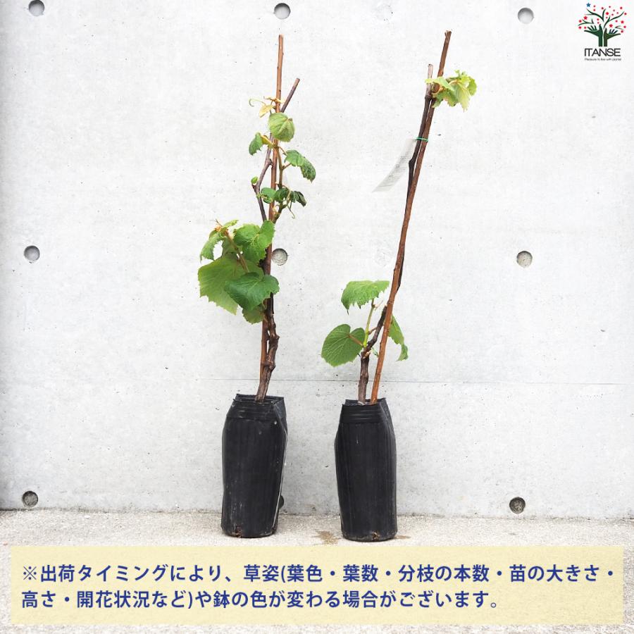 ITANSE ぶどうの苗 品種：ヤマブドウ(メス) 果樹の苗 12cmポット 1年生 接木苗/1個売り ぶどう苗 果樹 イタンセ公式 : 野菜苗・植物・青果物販売のITANSE - 通販 ...